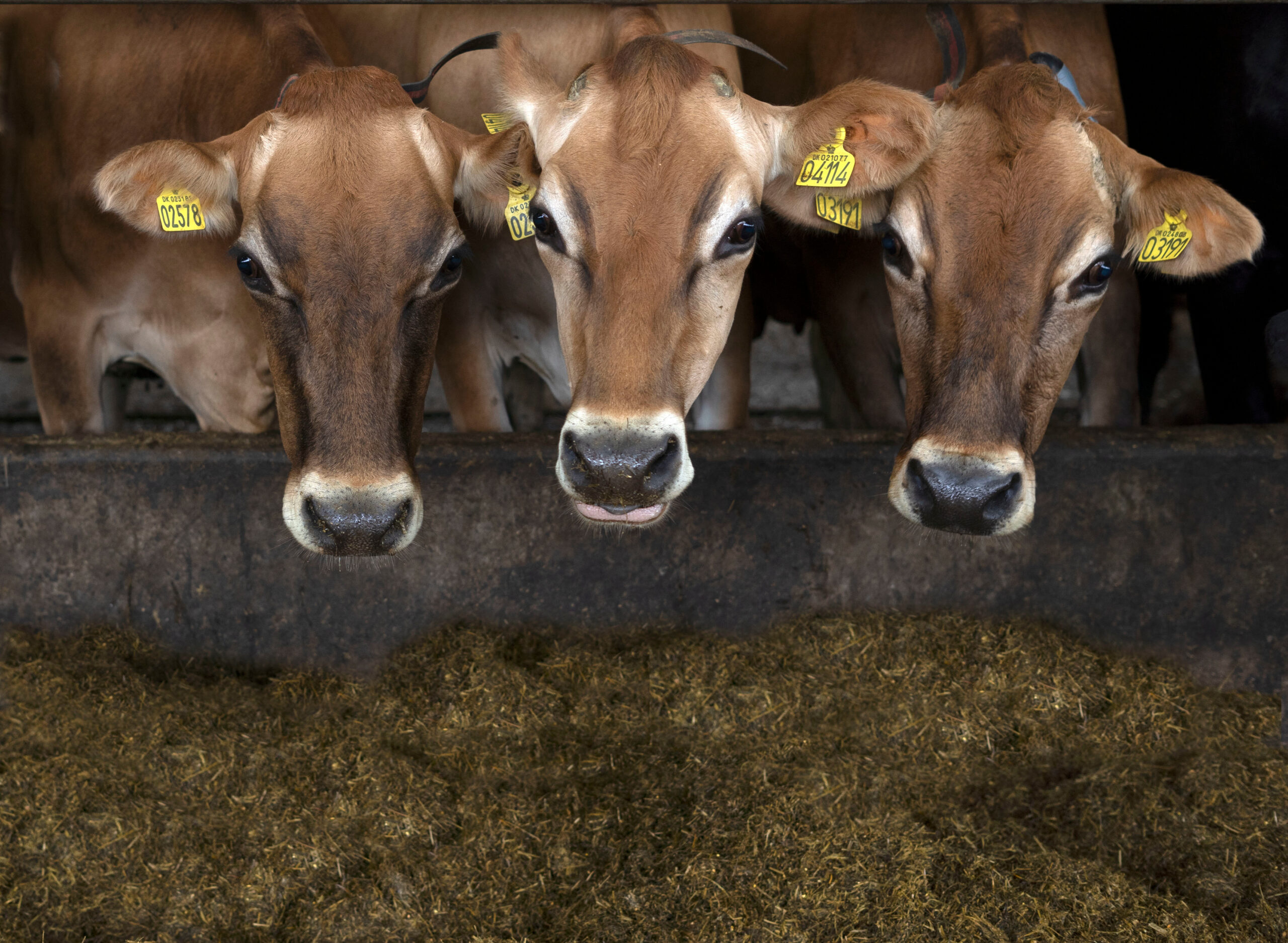 Farms - Yew Tree Dairy Sustainability Group
